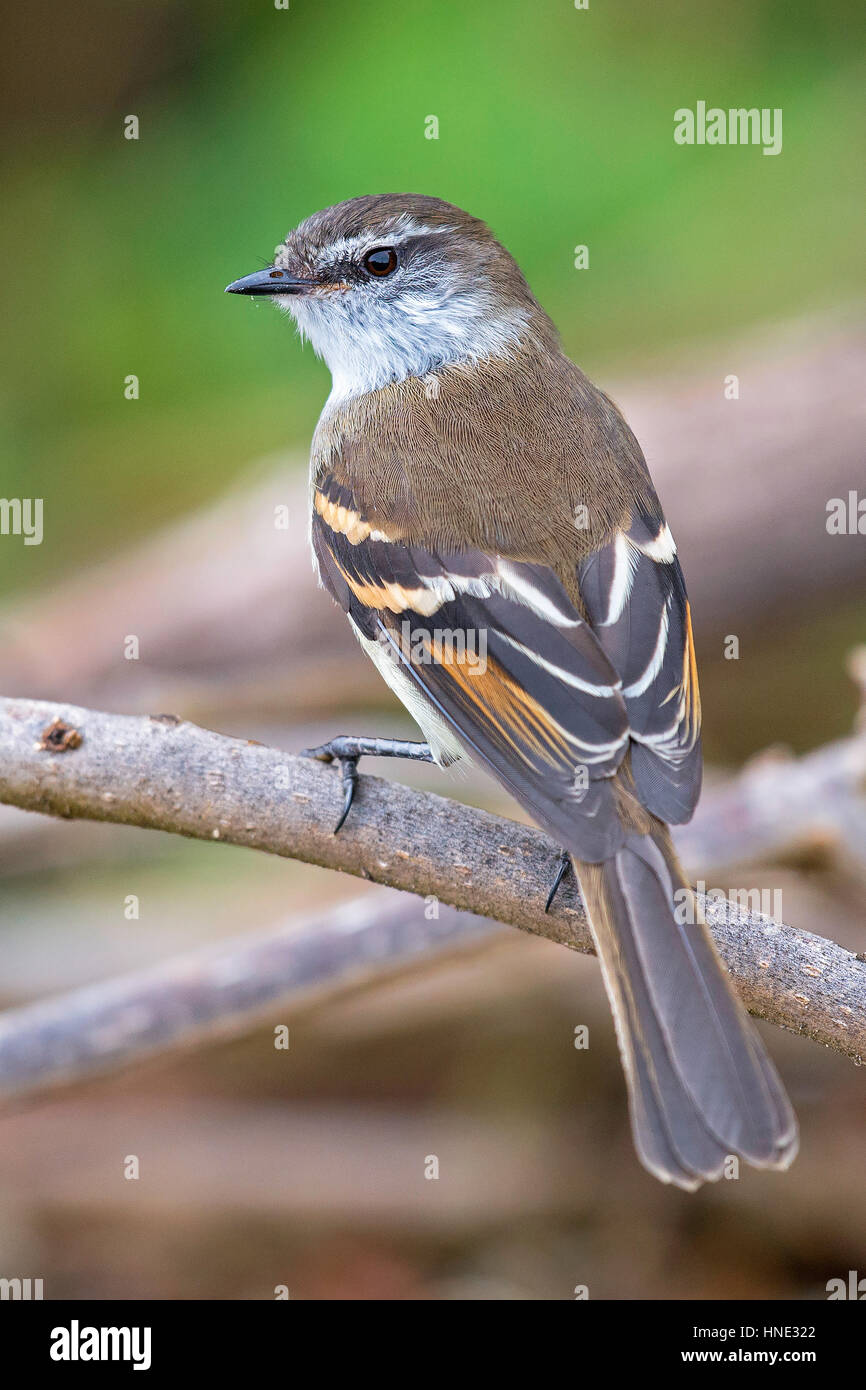 White Throated Tyrannulet (Mecocerculus leucophrys), PNN Los Nevados ...