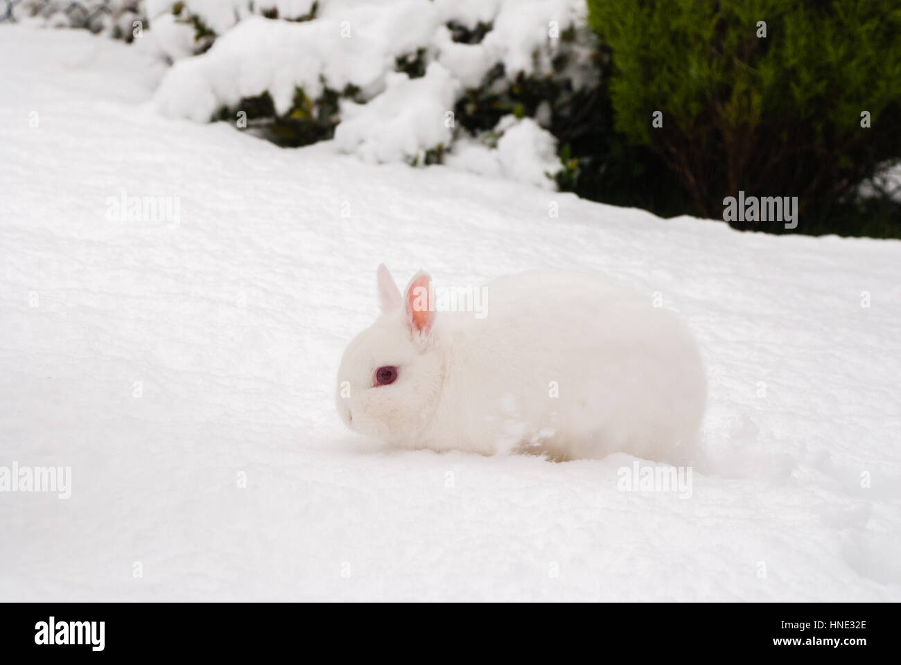 A white rabbit in a snowy garden Stock Photo - Alamy