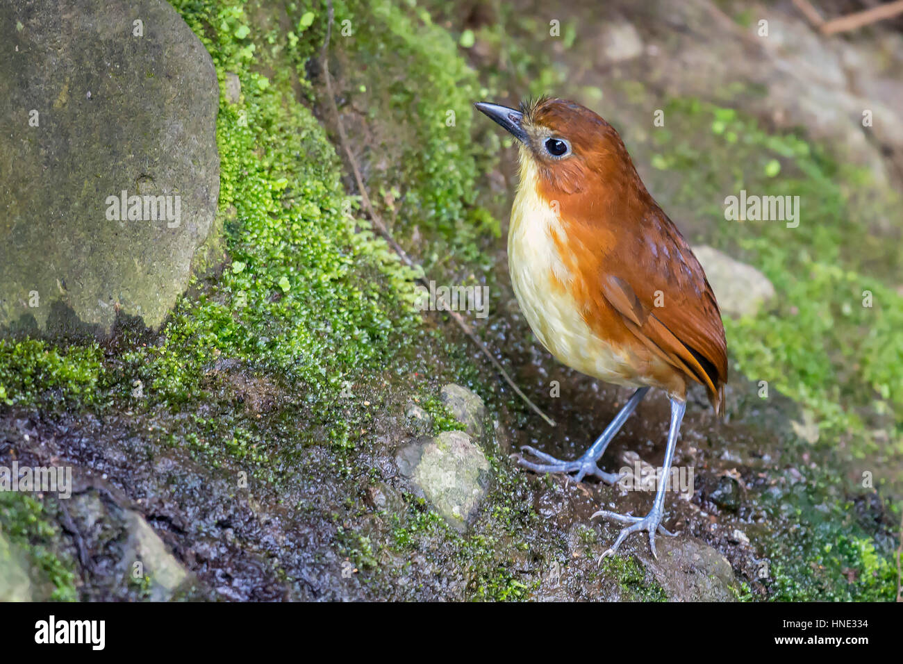 Yellow-breasted Antpitta (Grallaria flavotincta), Pichincha, Ecuador ...