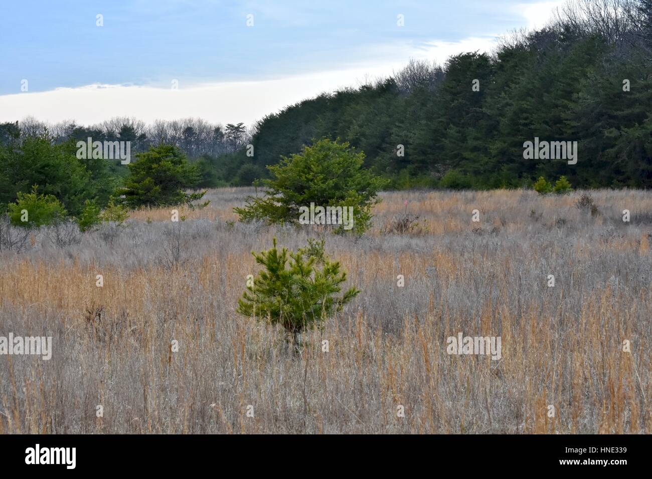 Open field with tall grass in the middle of a forest Stock Photo - Alamy
