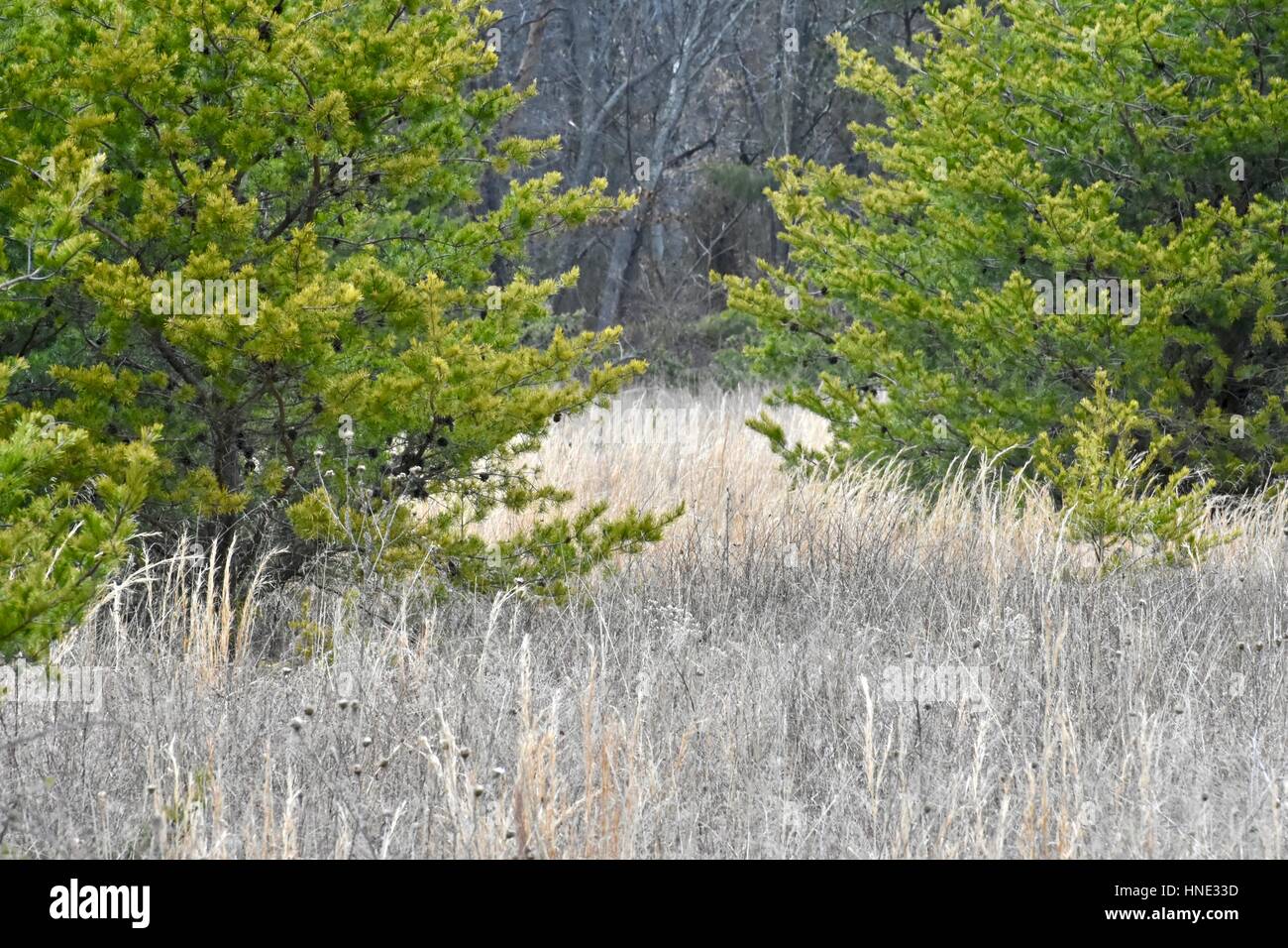 Open field with tall grass in the middle of a forest Stock Photo - Alamy
