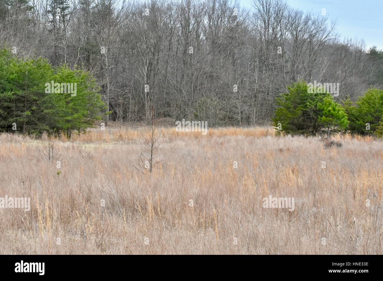 Open field with tall grass in the middle of a forest Stock Photo - Alamy