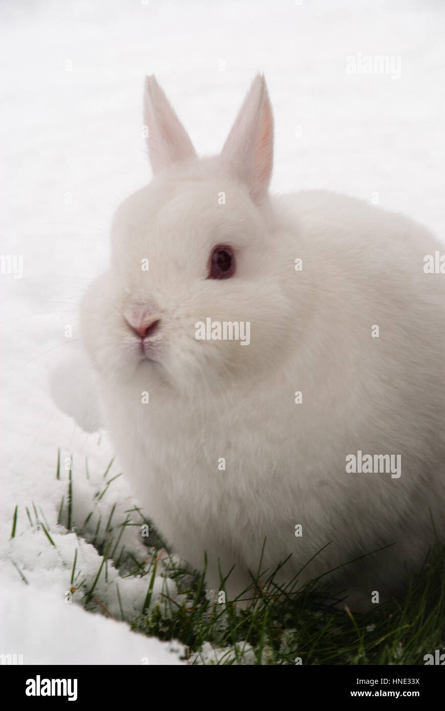 White rabbit snow hi-res stock photography and images - Alamy