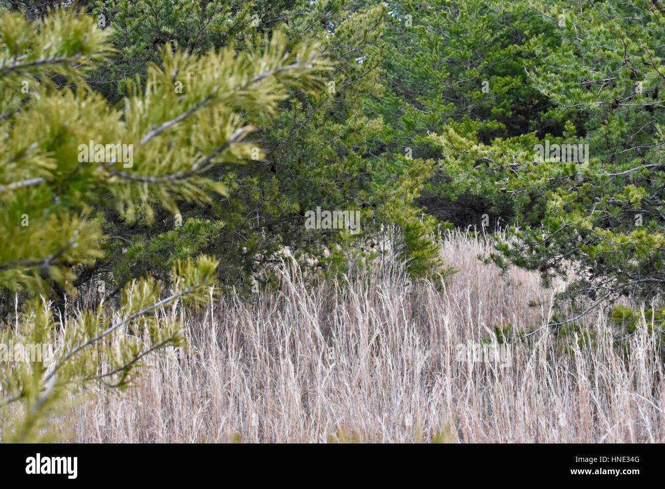 Open field habitat hi-res stock photography and images - Alamy