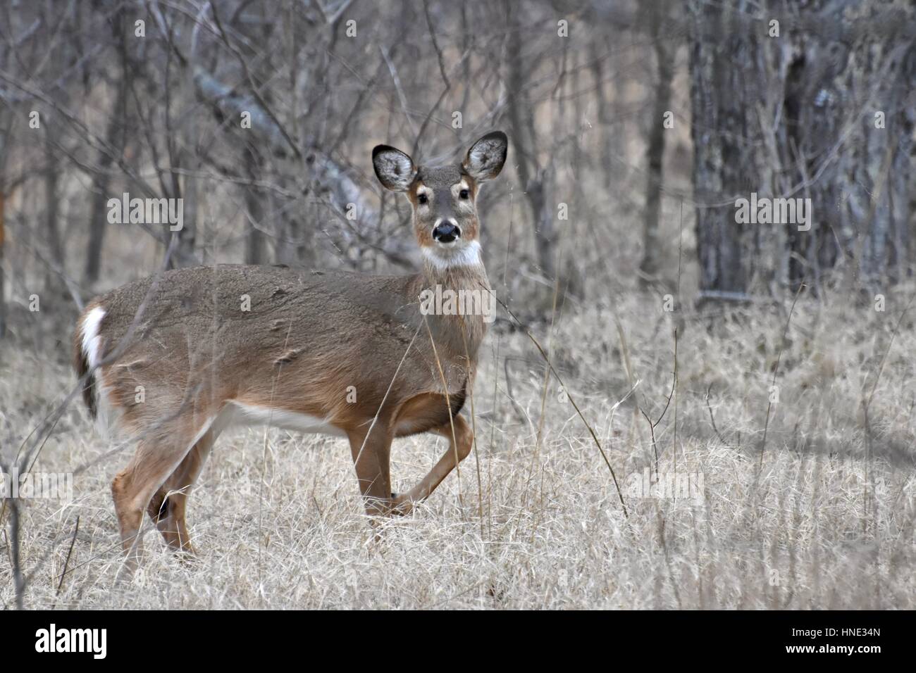 Female (doe) white-tailed deer (Odocoileus virginianus) standing in its ...