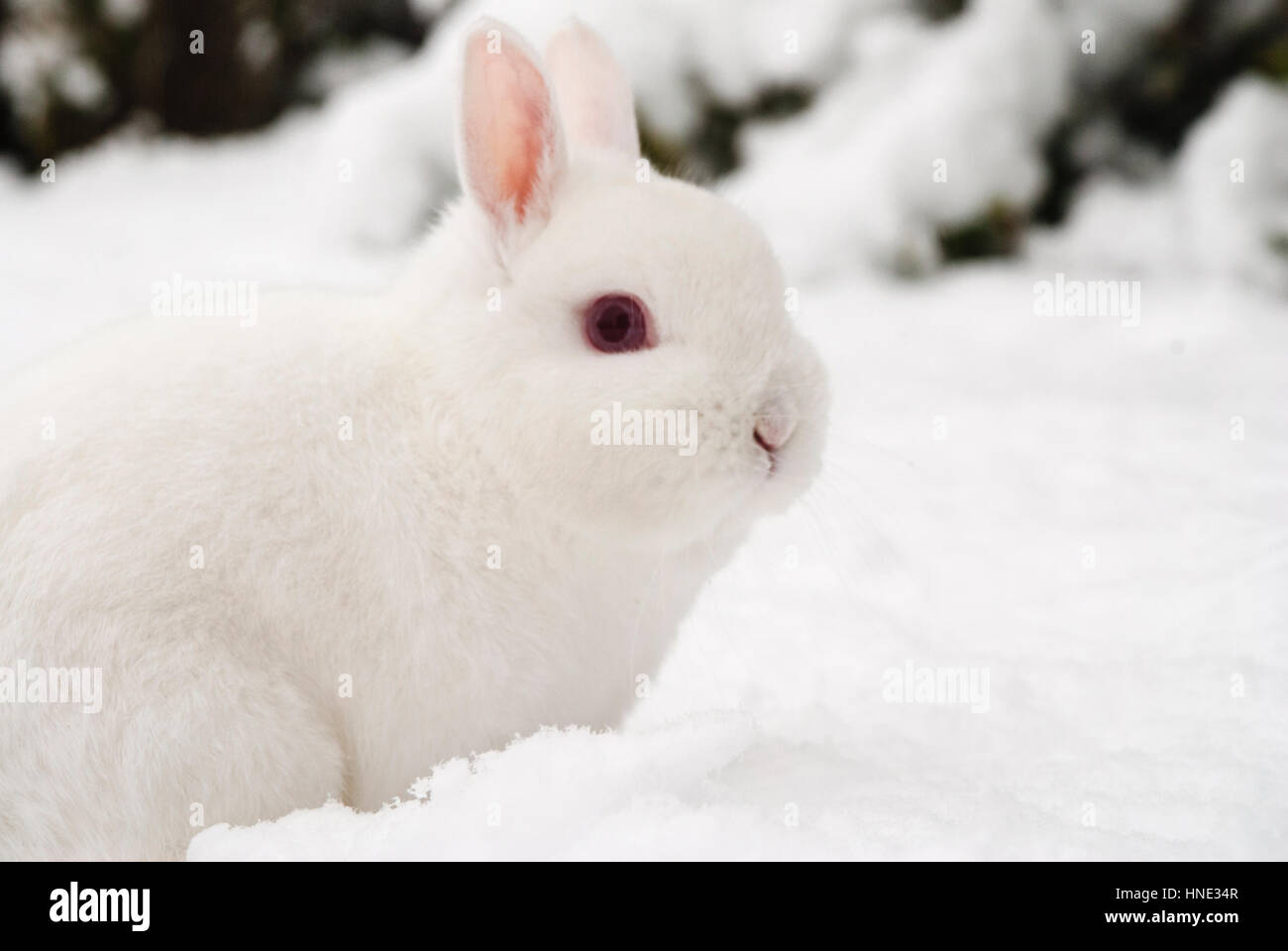 A white rabbit in the snow in a garden in England Stock Photo - Alamy