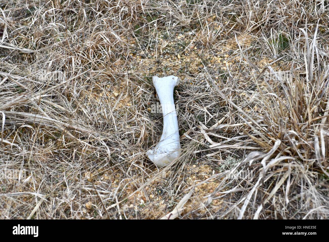 Bone remains hi-res stock photography and images - Alamy