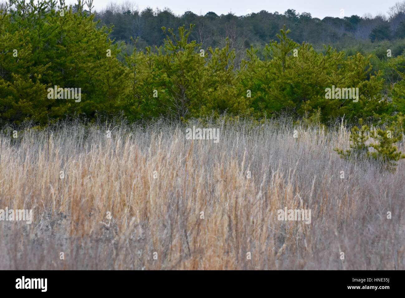 Open field with tall grass in the middle of a forest Stock Photo - Alamy
