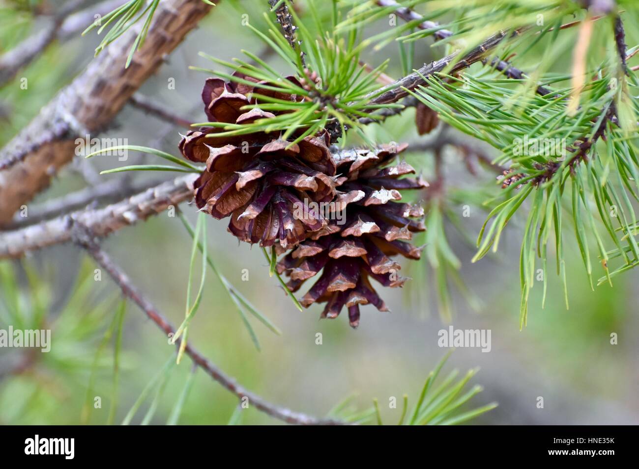 Two pine cones (Conifer cone) hanging from a pine tree Stock Photo - Alamy