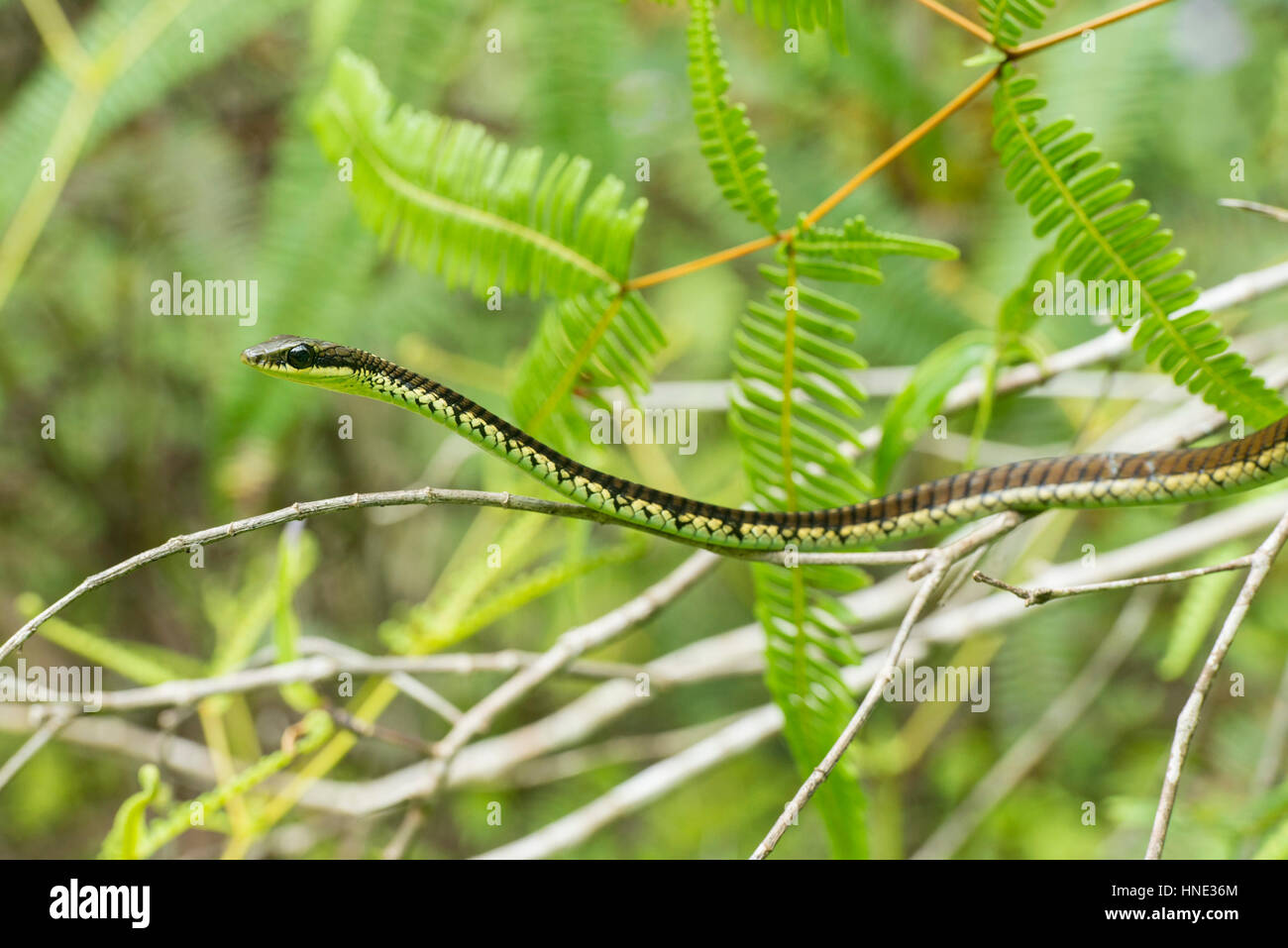 Rain forest snakes hi-res stock photography and images - Alamy