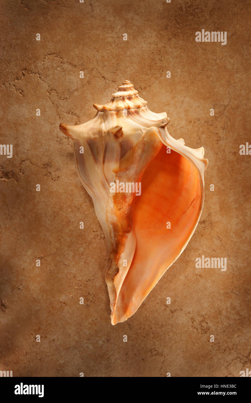seashell on sand Stock Photo - Alamy