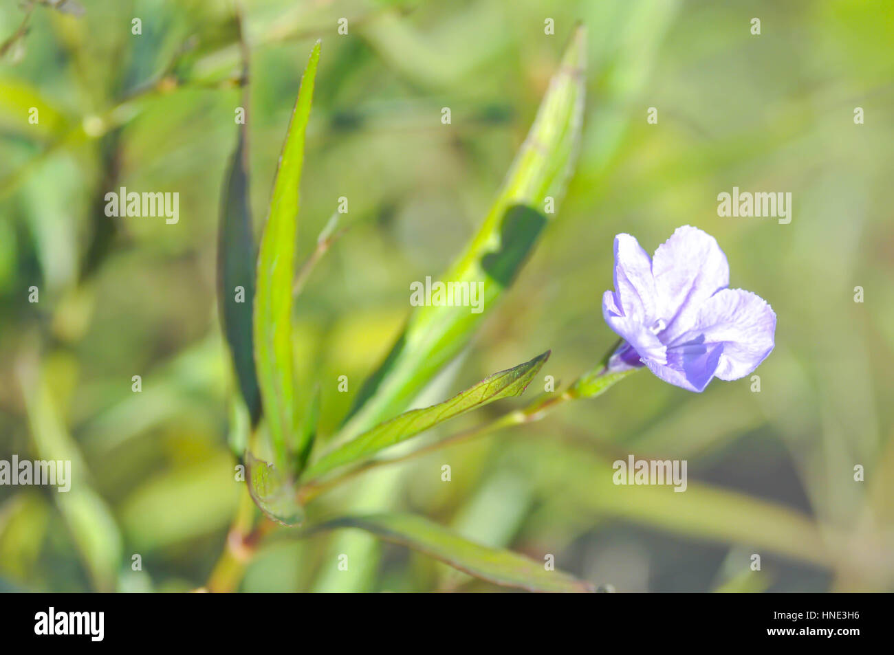 Ruellia tuberosa Waterkanon or Popping pod flower Stock Photo - Alamy