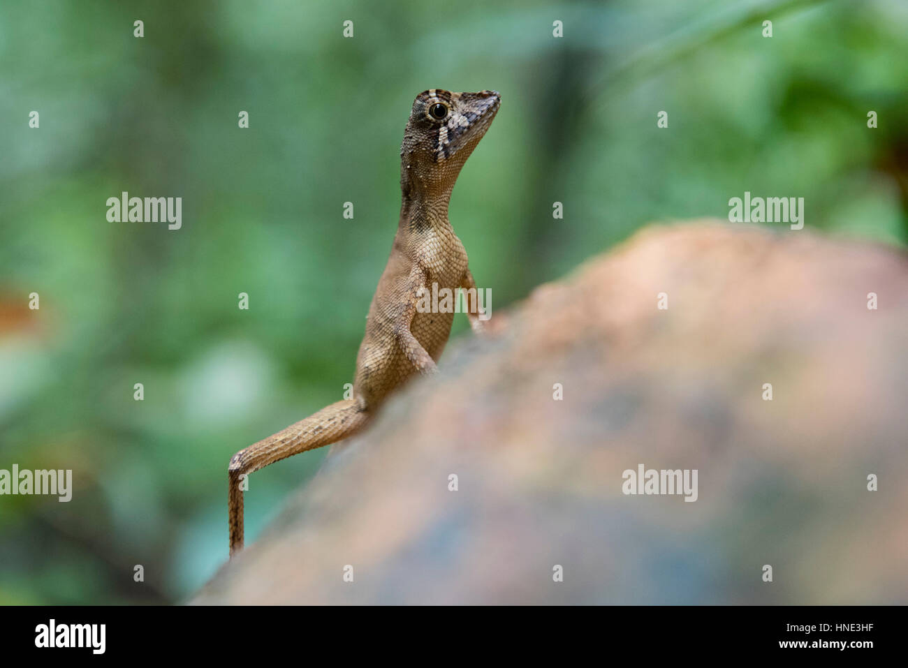 Sri Lankan Kangaroo Lizard, Otocryptis wiegmanni, Sinharaja Forest ...