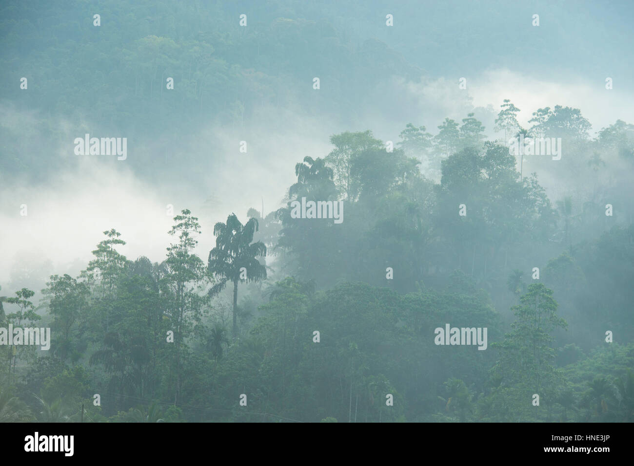 Early morning rainforest environment hi-res stock photography and ...
