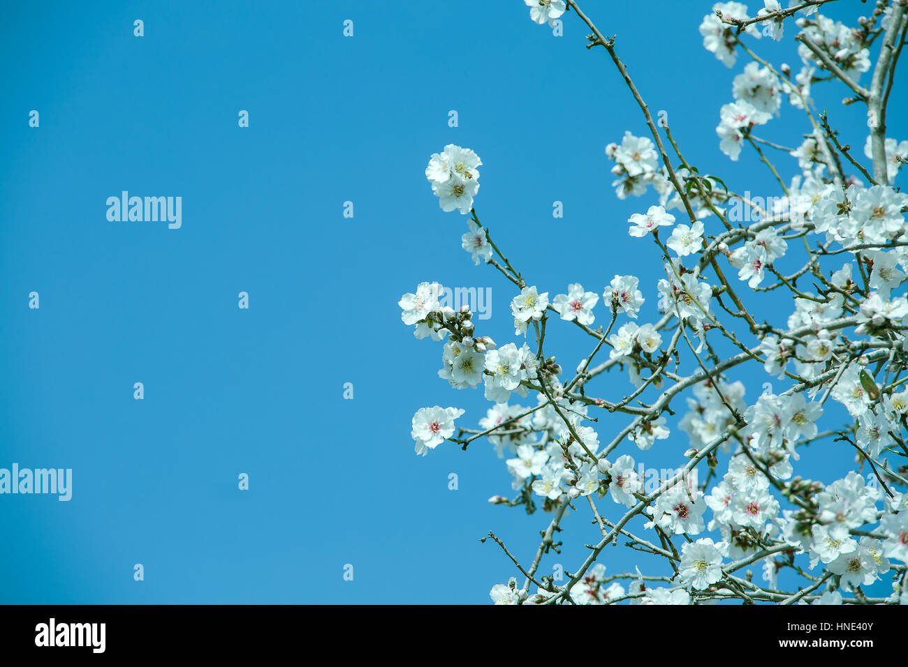 Beautiful photo of blooming almond trees in spring Stock Photo - Alamy