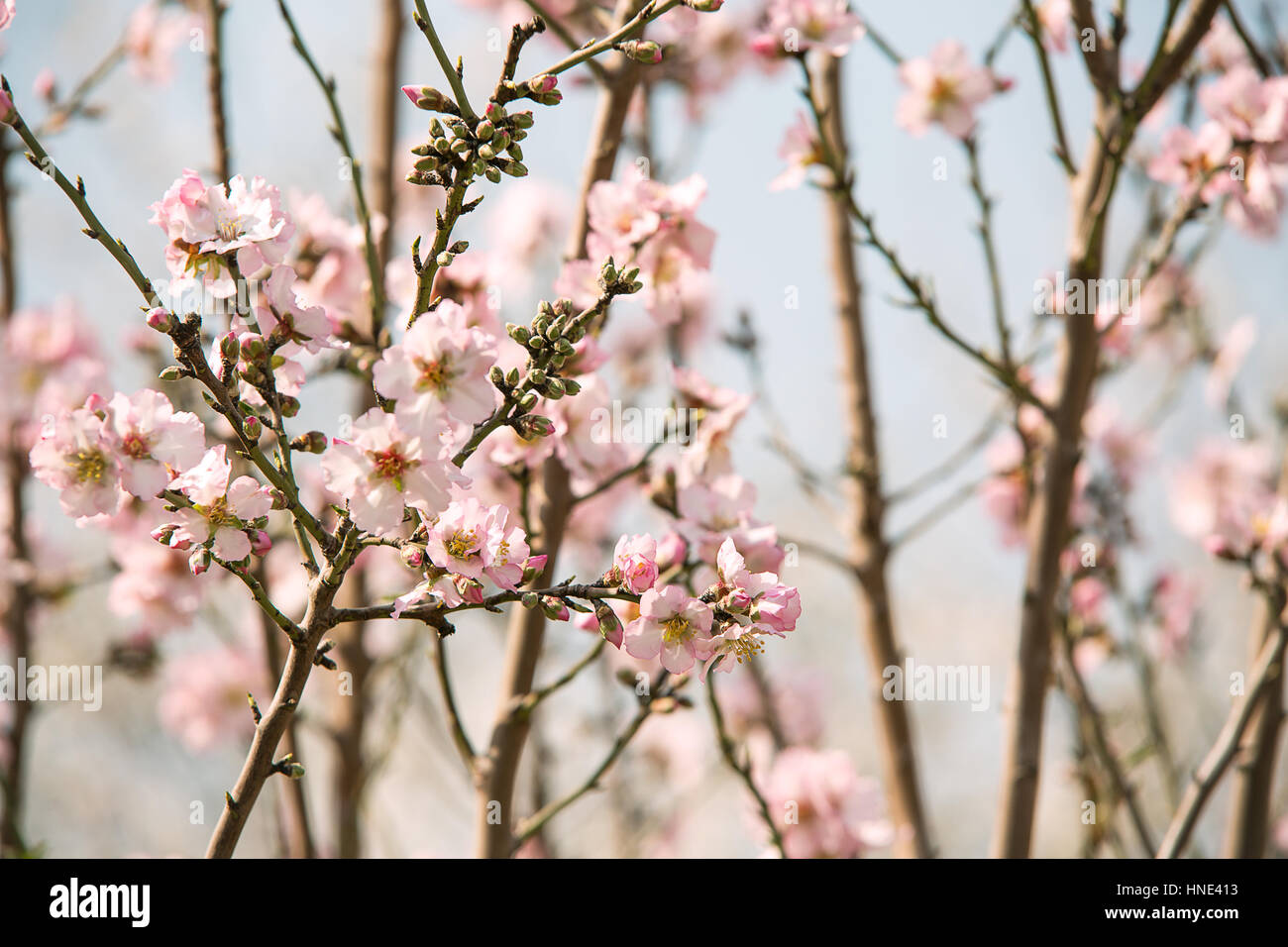 Beautiful photo of blooming almond trees in spring Stock Photo - Alamy