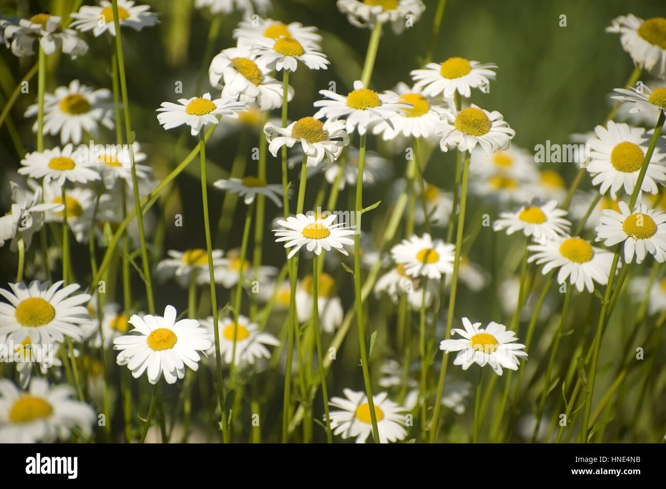 Margerites hi-res stock photography and images - Alamy
