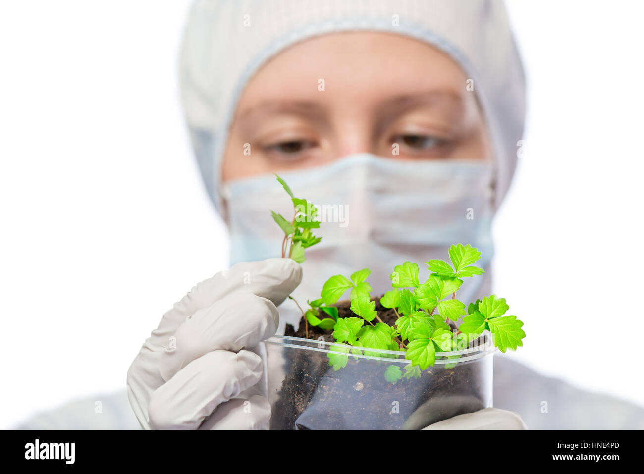 Biologist exploring a plant been grown in the laboratory on a white ...