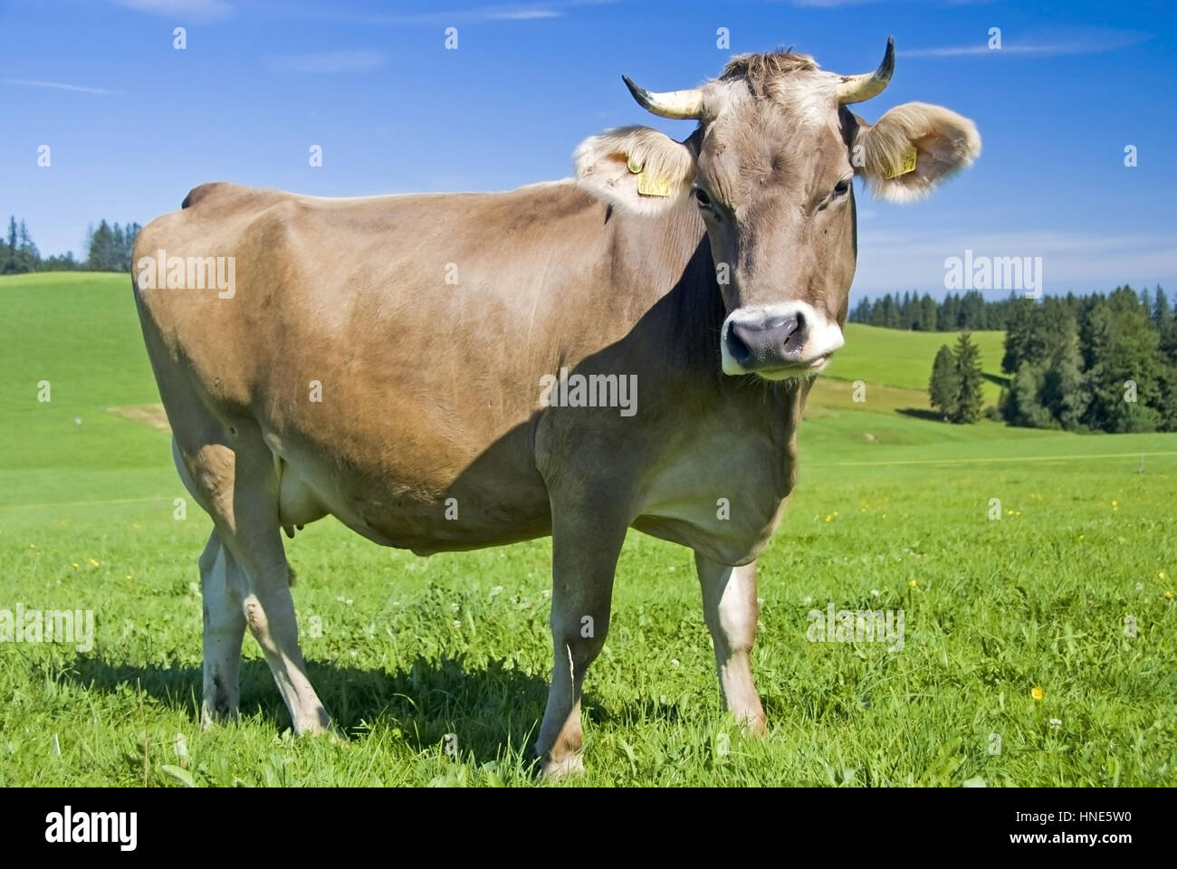 Kuh auf der Alm - cow on alp Stock Photo - Alamy