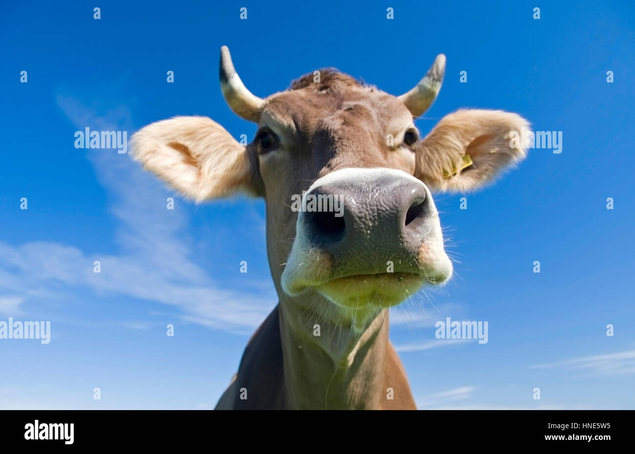 Kuh detail hi-res stock photography and images - Alamy