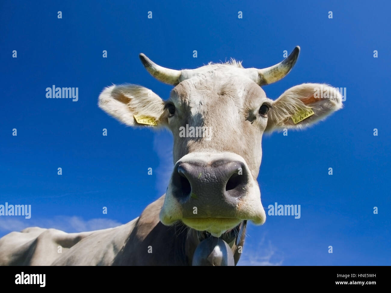 Kuh - cow Stock Photo - Alamy