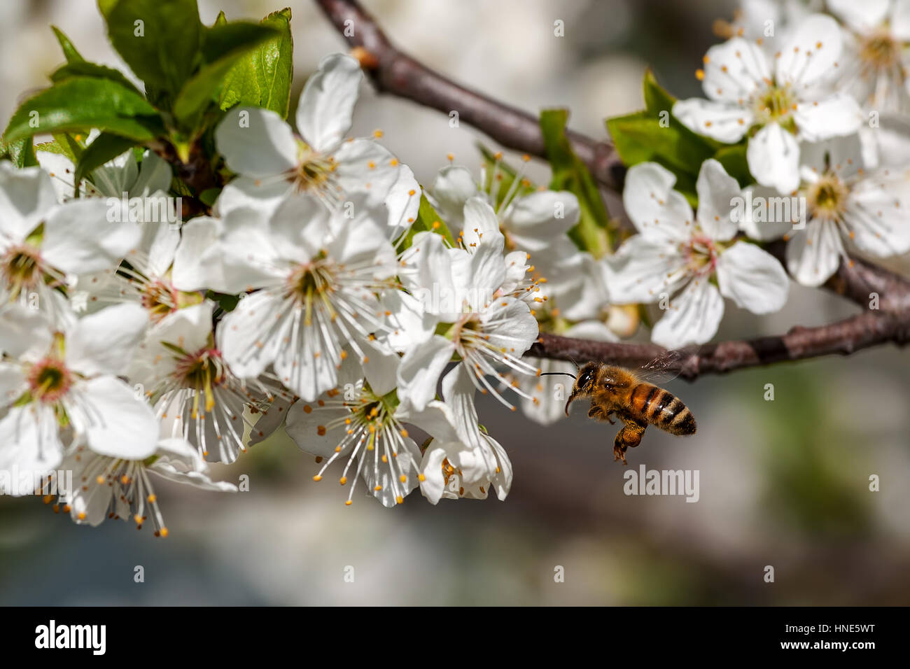 Bee flies towards white flowers on flowering trees to collect pollen ...