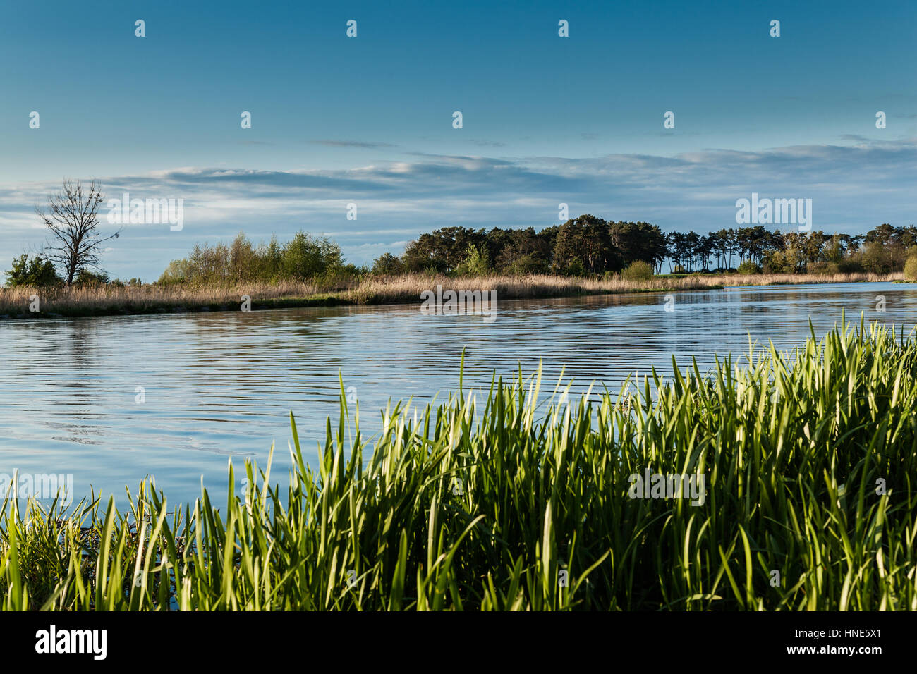 Landscape on the river Nogat, spring, Poland Stock Photo - Alamy