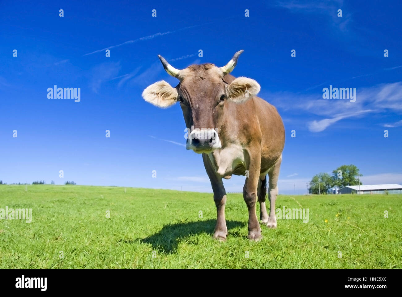 Alm cow hi-res stock photography and images - Alamy