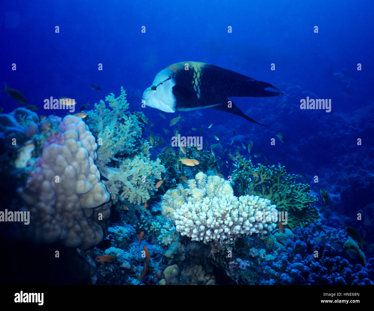 Split tail hi-res stock photography and images - Alamy