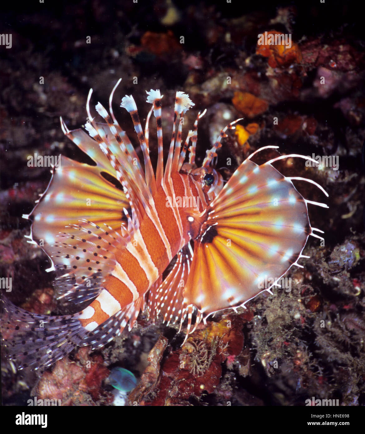 A zebra lionfish (Dendrochirus zebra) with fully extended fan-like ...