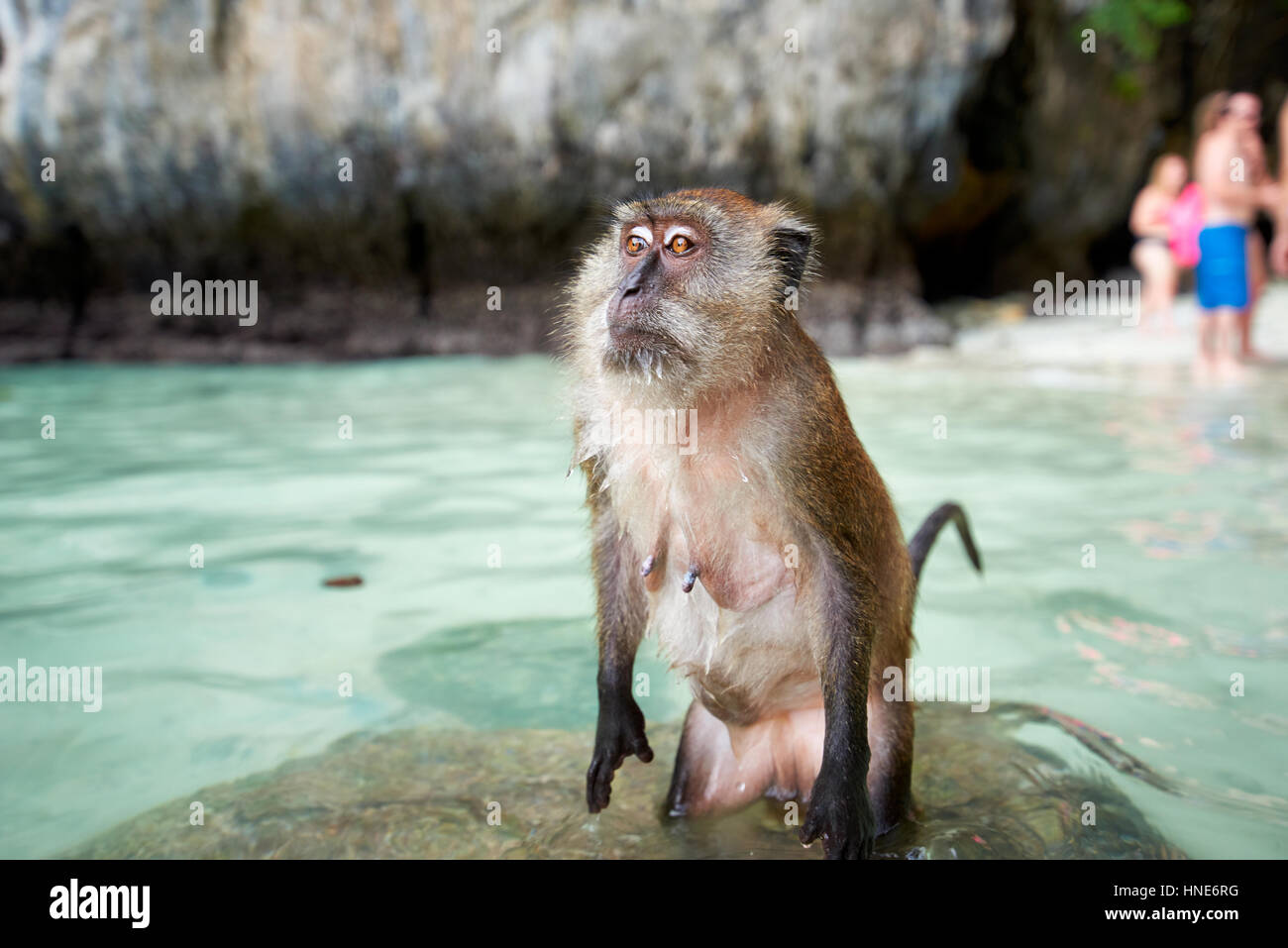 Monkey beach hi-res stock photography and images - Alamy