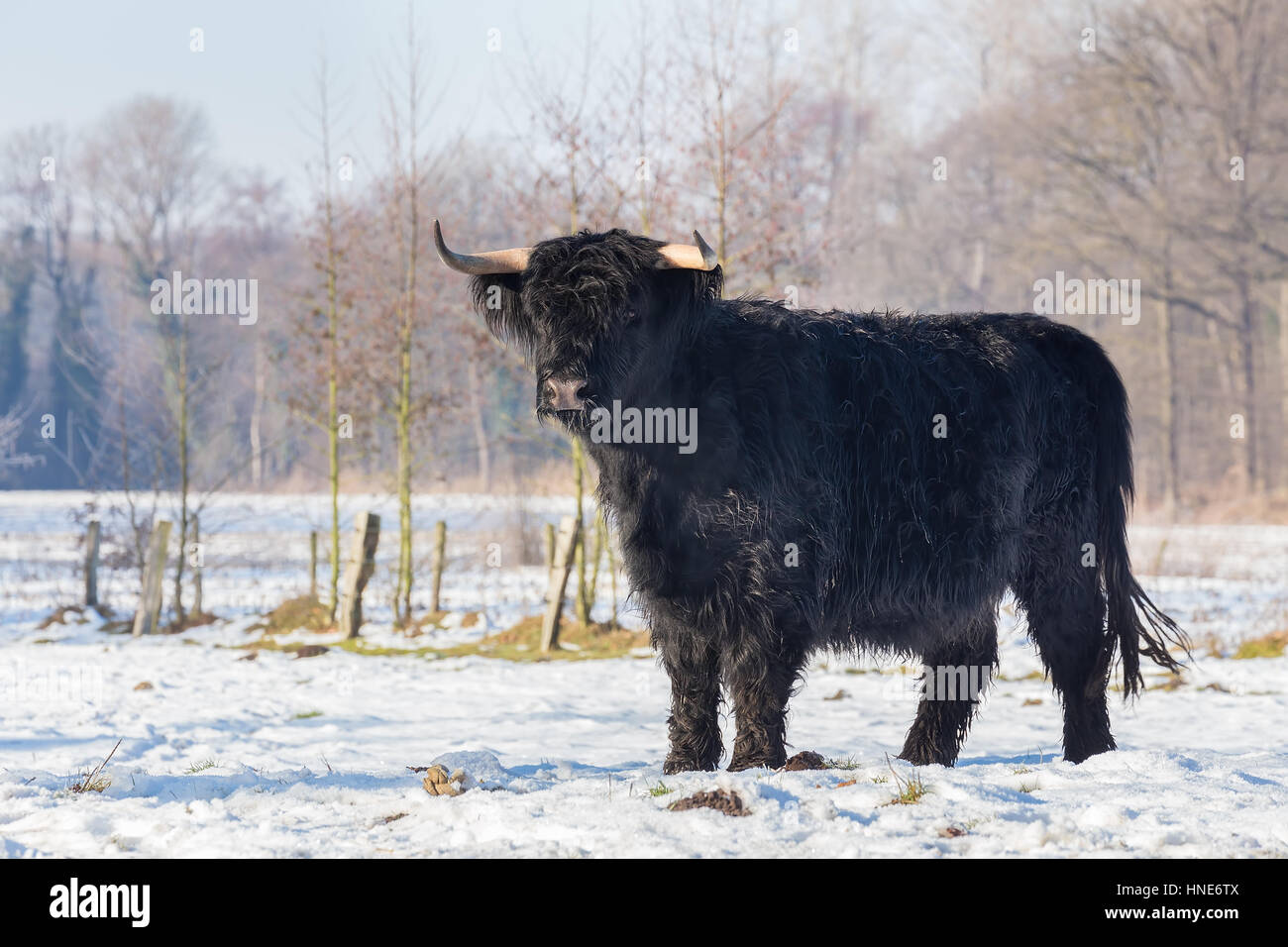 Black scottish highlander cow in winterly snow landscape Stock Photo ...