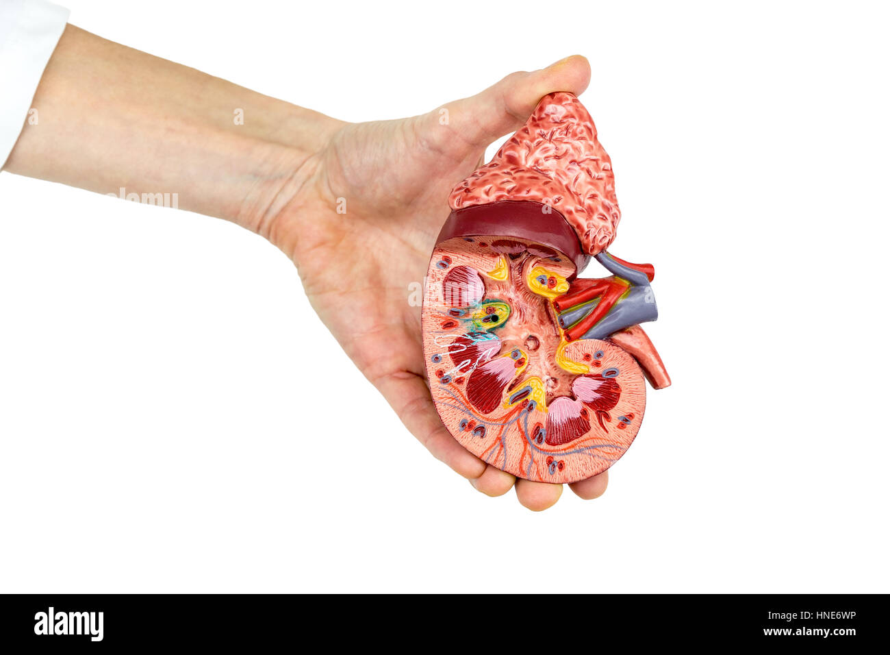 Female hand holds open model of human kidney isolated on white ...