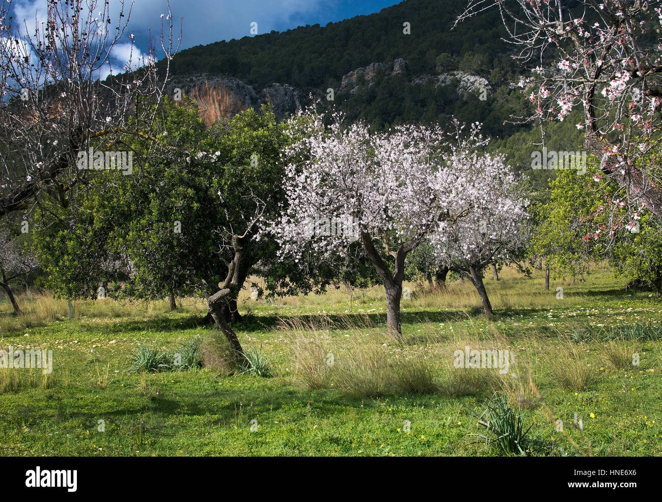 Blossoming almond trees in rural landscape with blue sky in Mallorca ...