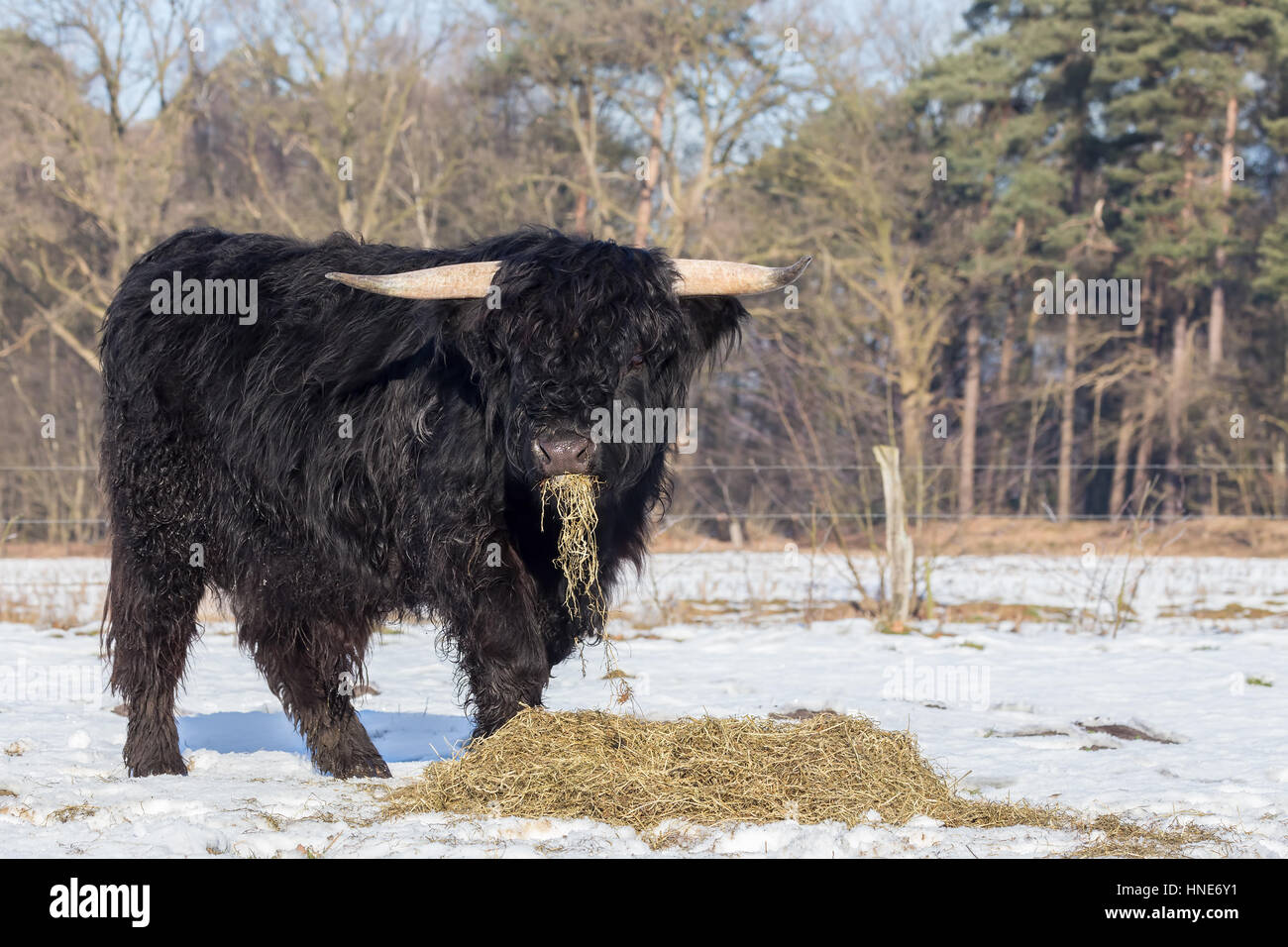 Black scottish highlander bull eating hay in winter snow Stock Photo ...