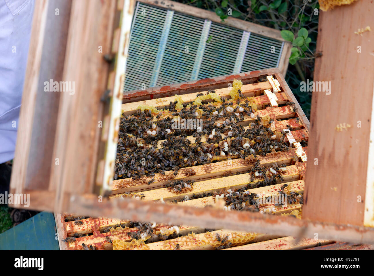 united kingdom london ealing urban beekeeping in back garden Stock ...