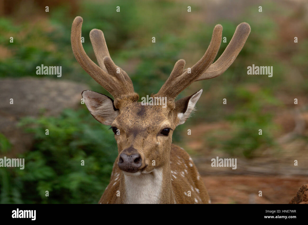 Axis Deer High Resolution Stock Photography and Images - Alamy