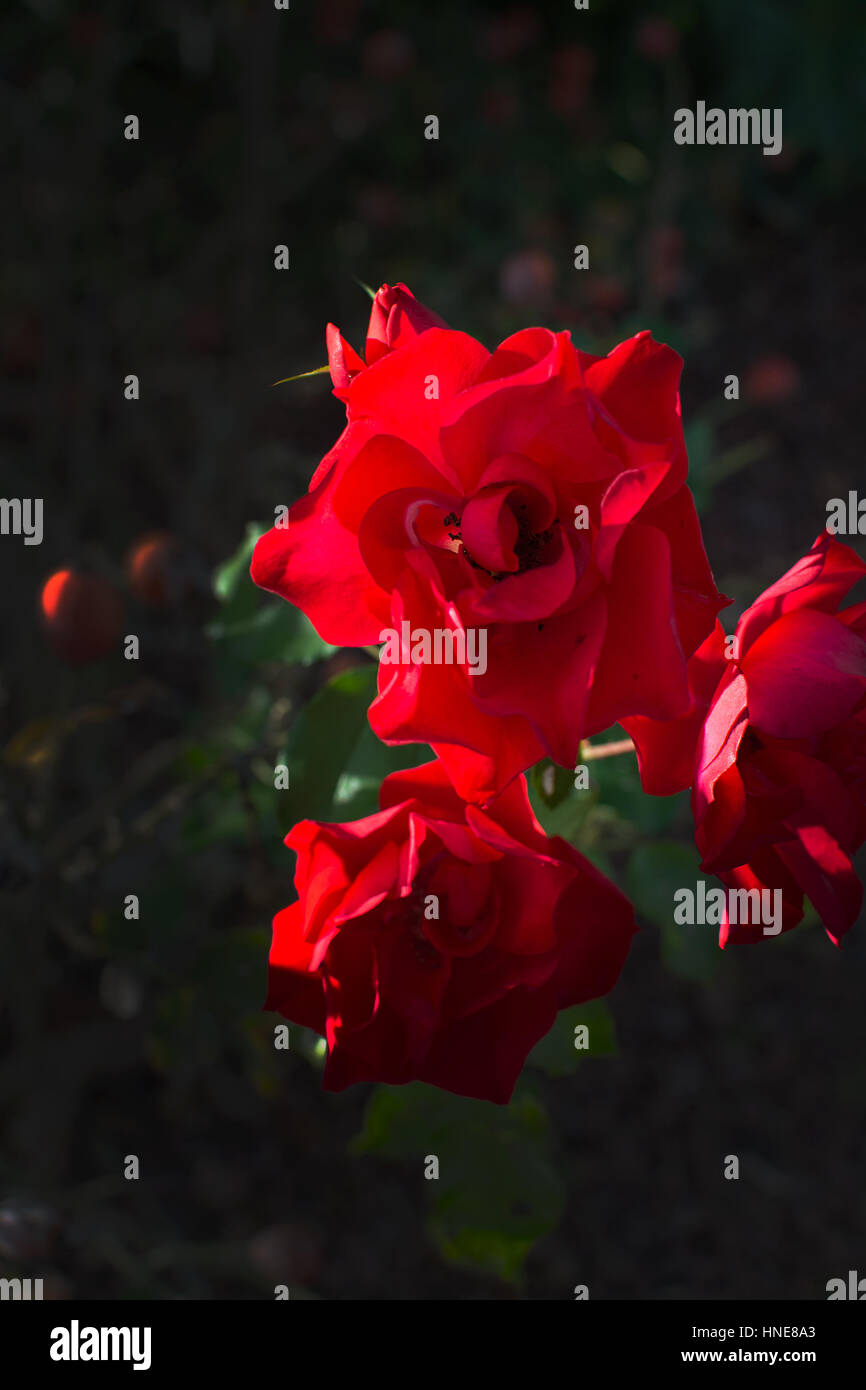 Red sunlit hi-res stock photography and images - Alamy