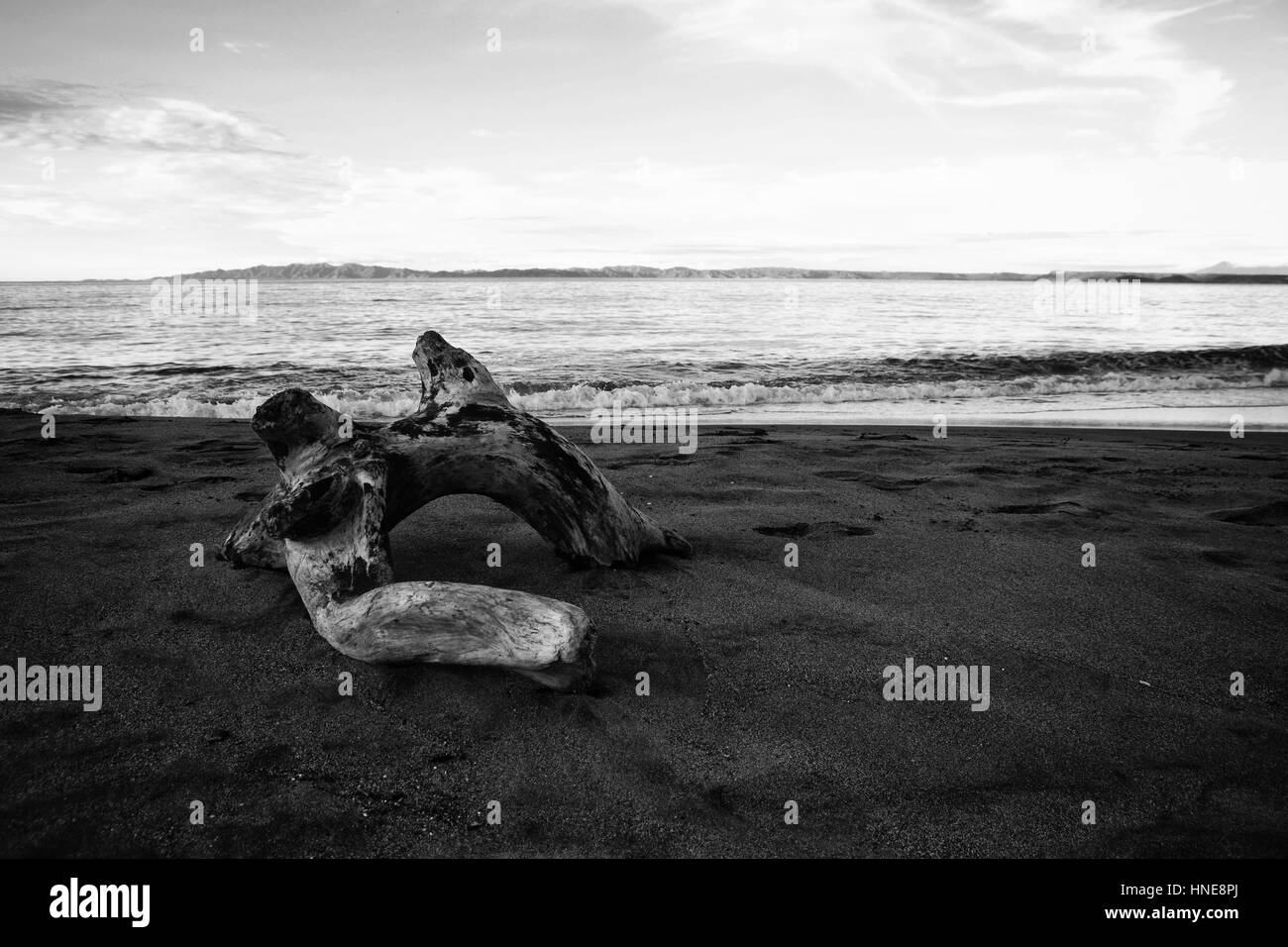 Driftwood on the beach Stock Photo - Alamy