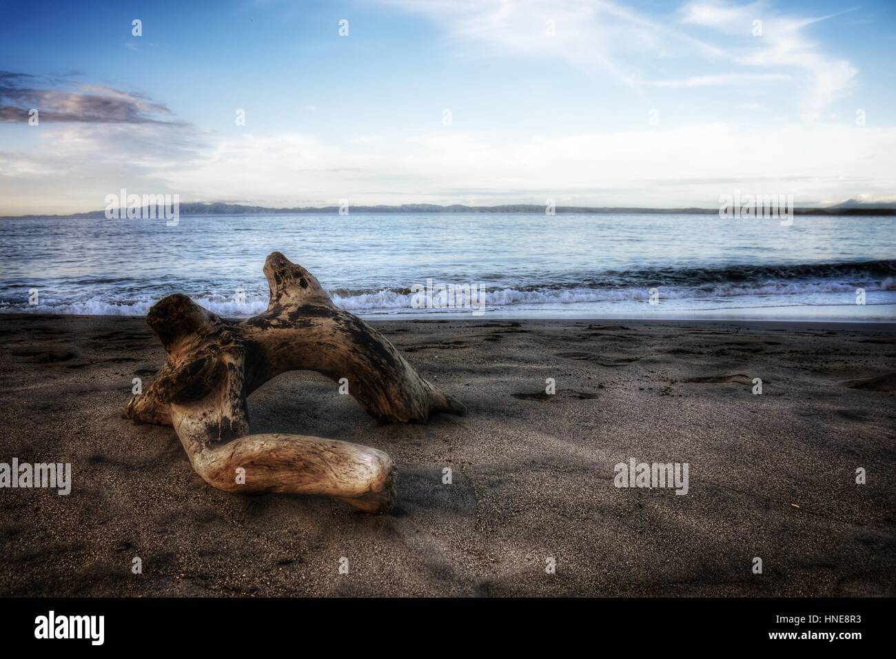 Driftwood on the beach Stock Photo - Alamy