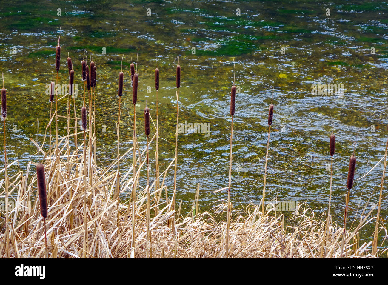 Bull rush rushes bullrush bullrushes hi-res stock photography and ...