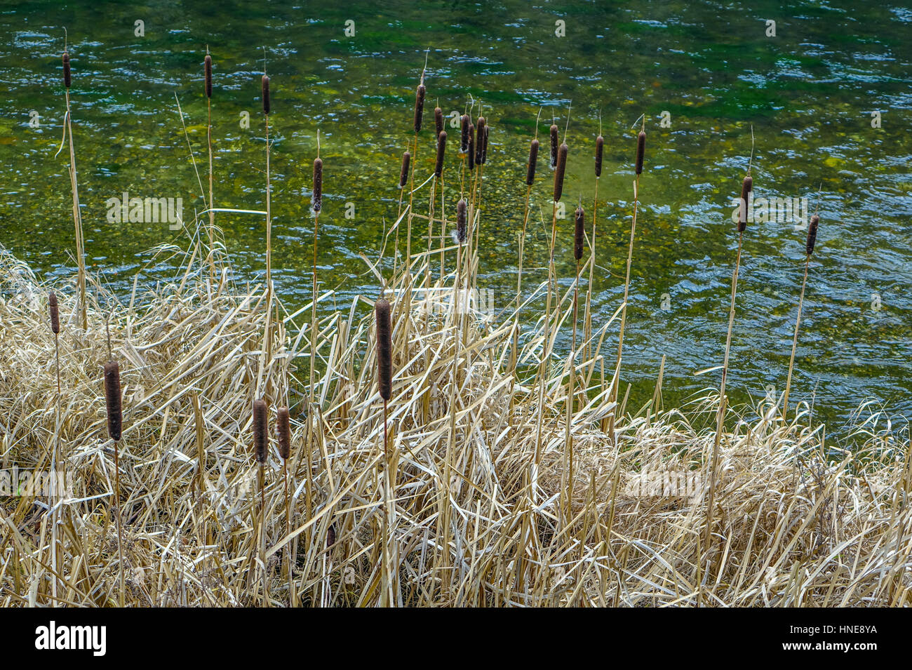 Bulrush rush rushes hi-res stock photography and images - Alamy