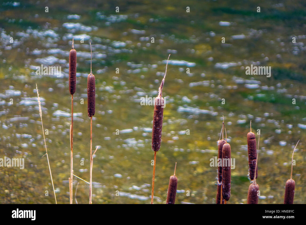 Bulrushes growing beside river hi-res stock photography and images - Alamy