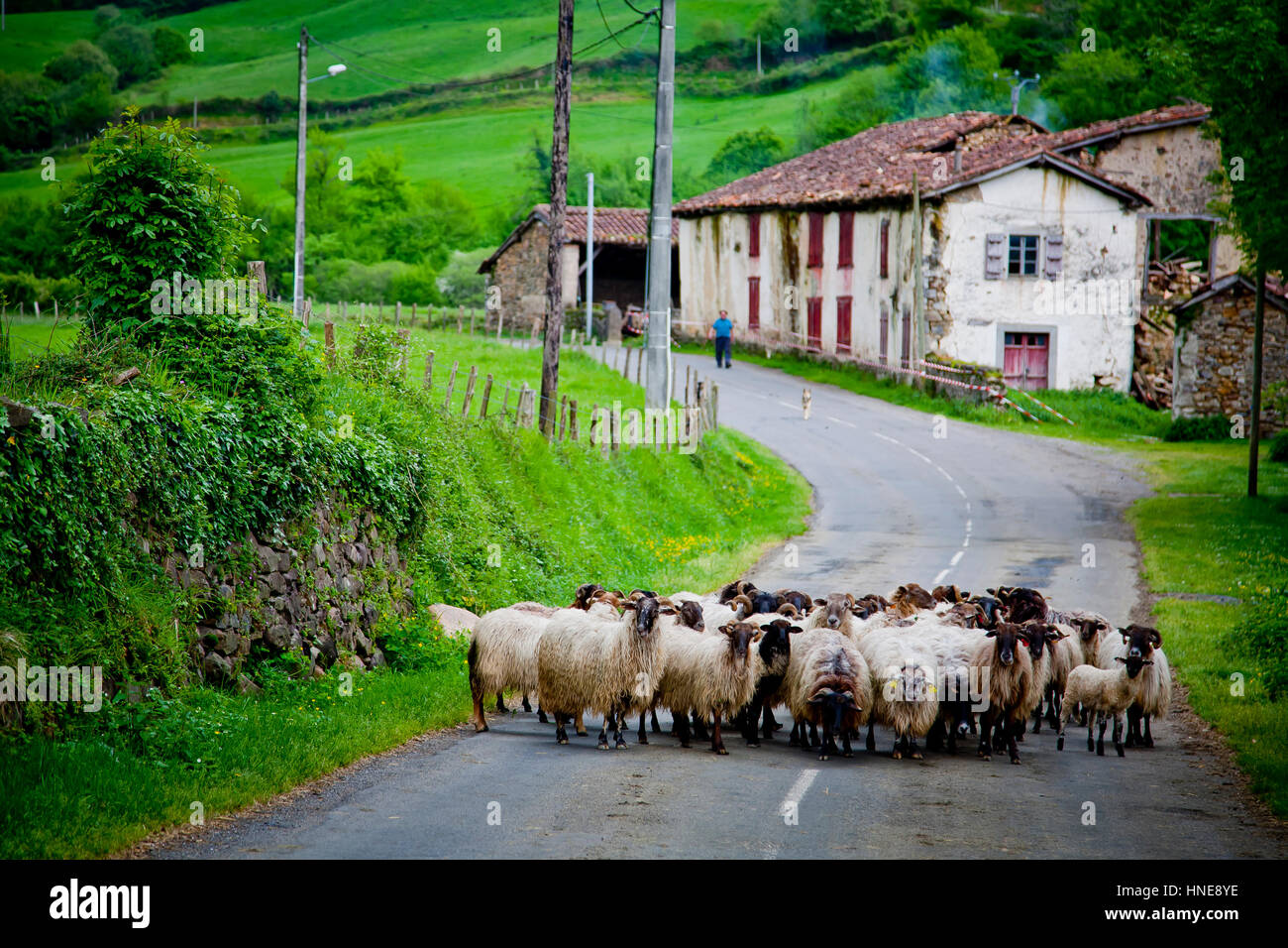 French sheep hi-res stock photography and images - Alamy