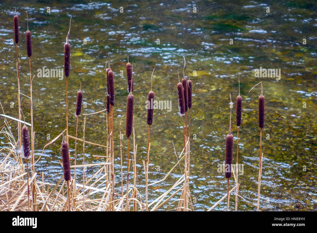 Bulrushes growing beside river Stock Photo - Alamy