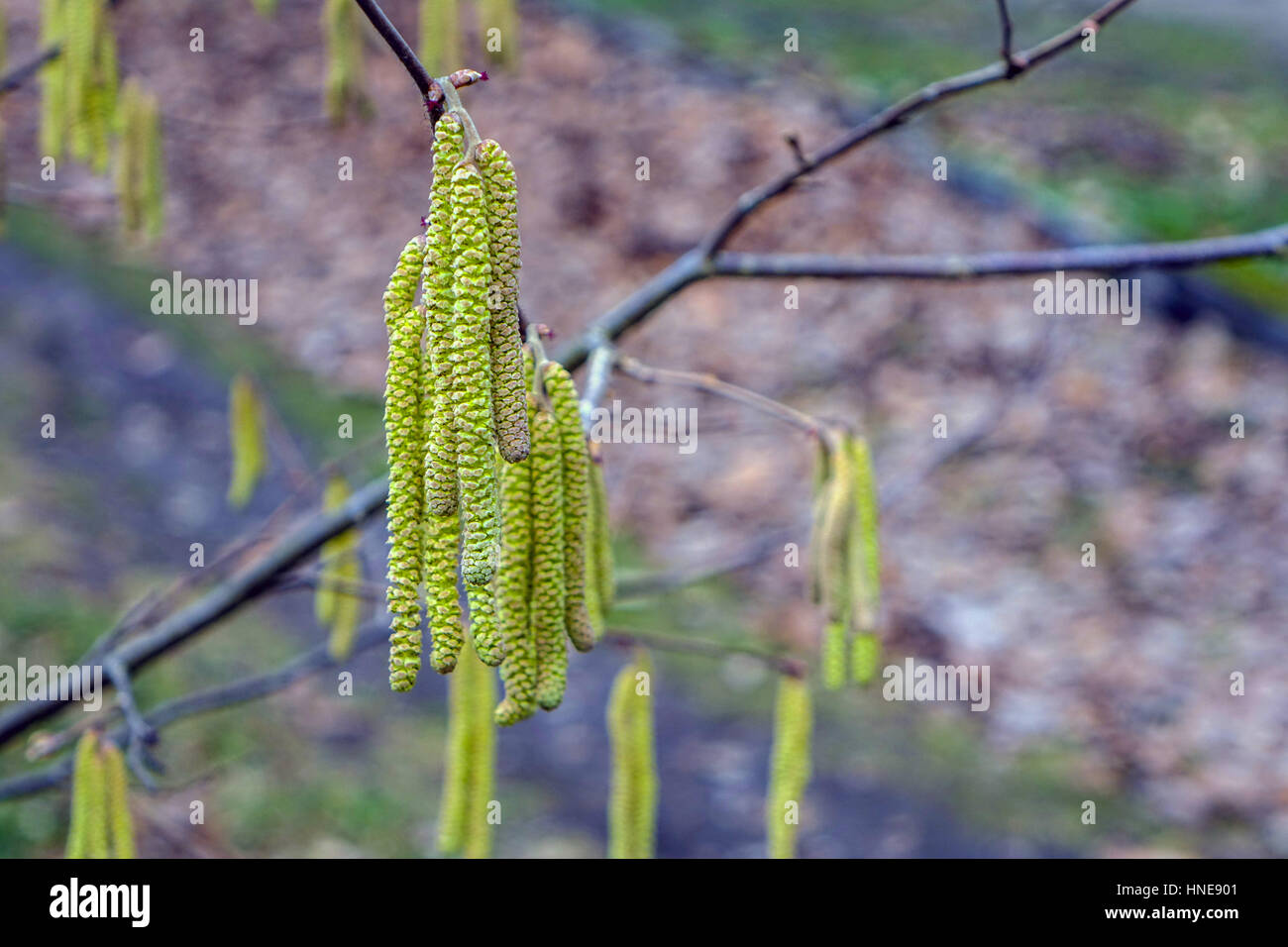Horizontal catkins hi-res stock photography and images - Alamy