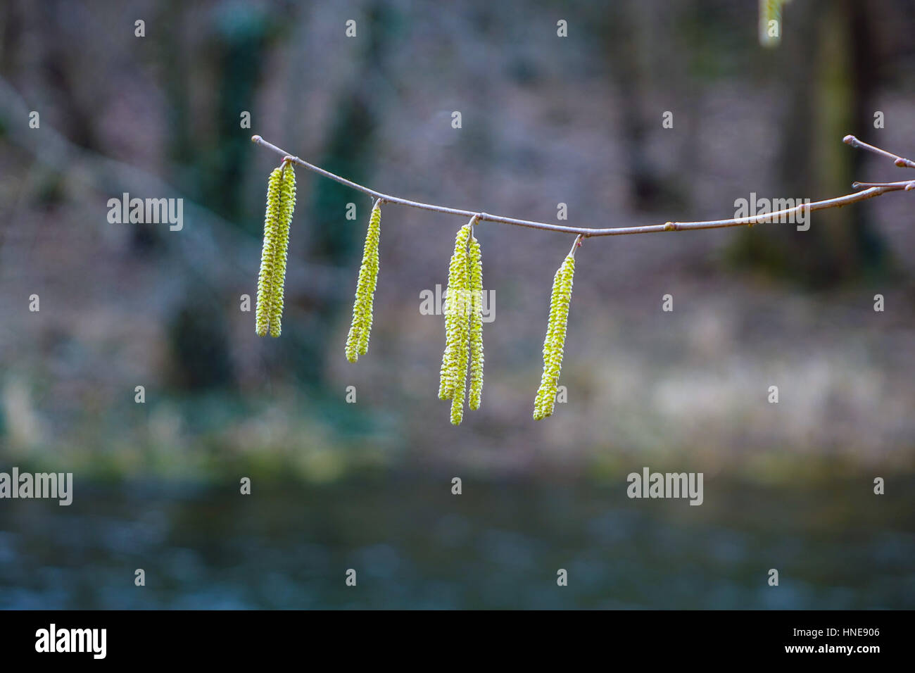 Branch sign hi-res stock photography and images - Alamy