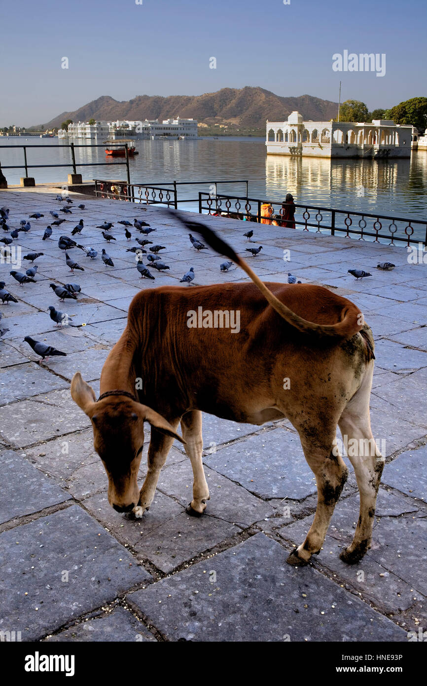 Gangaur ghat,Pichola lake,Udaipur, Rajasthan, india Stock Photo - Alamy