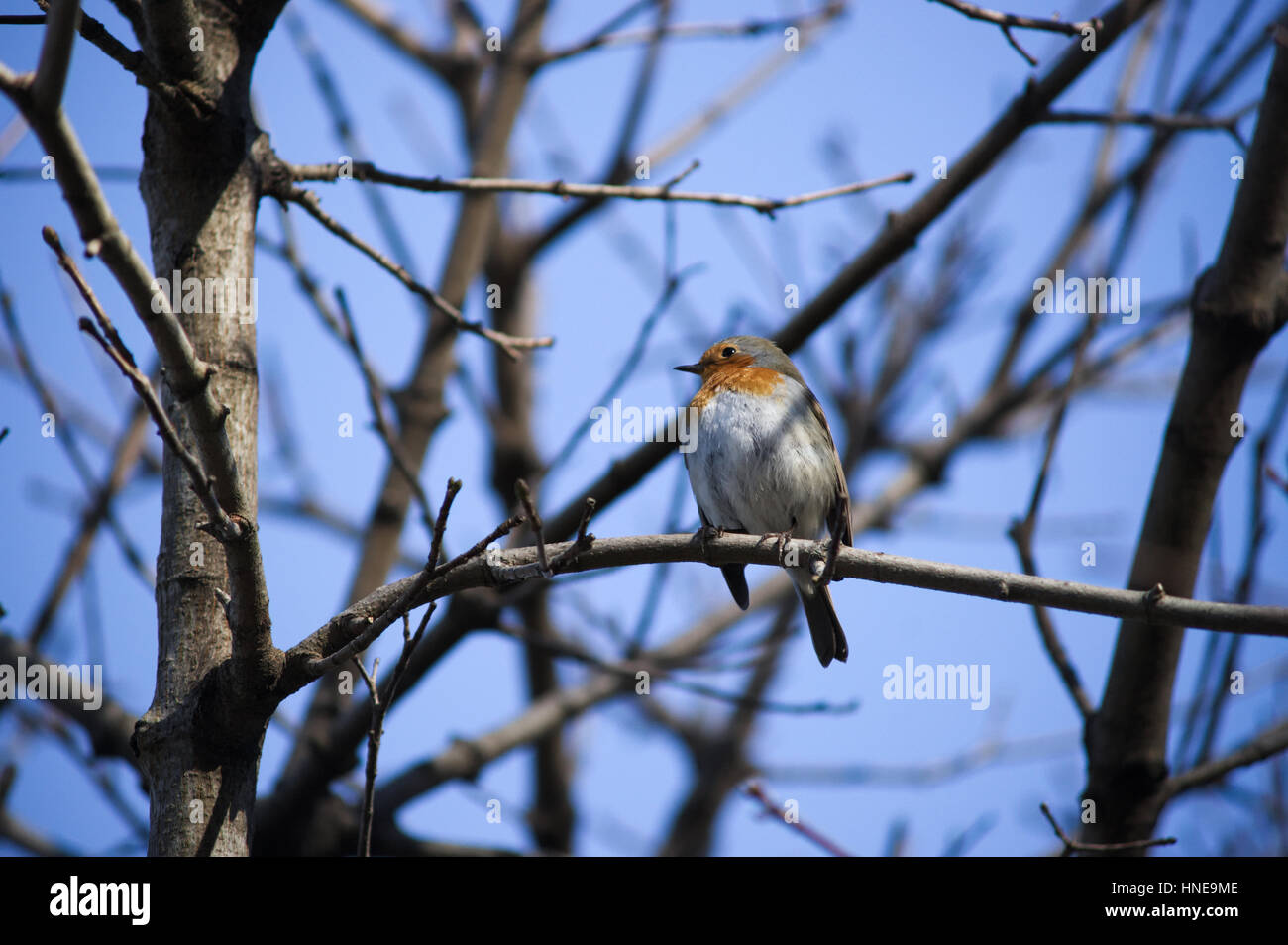 European Robin Bird High Resolution Stock Photography and Images - Alamy