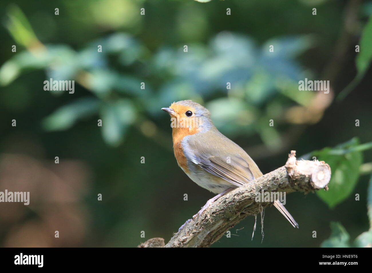 Robin on branch hi-res stock photography and images - Alamy